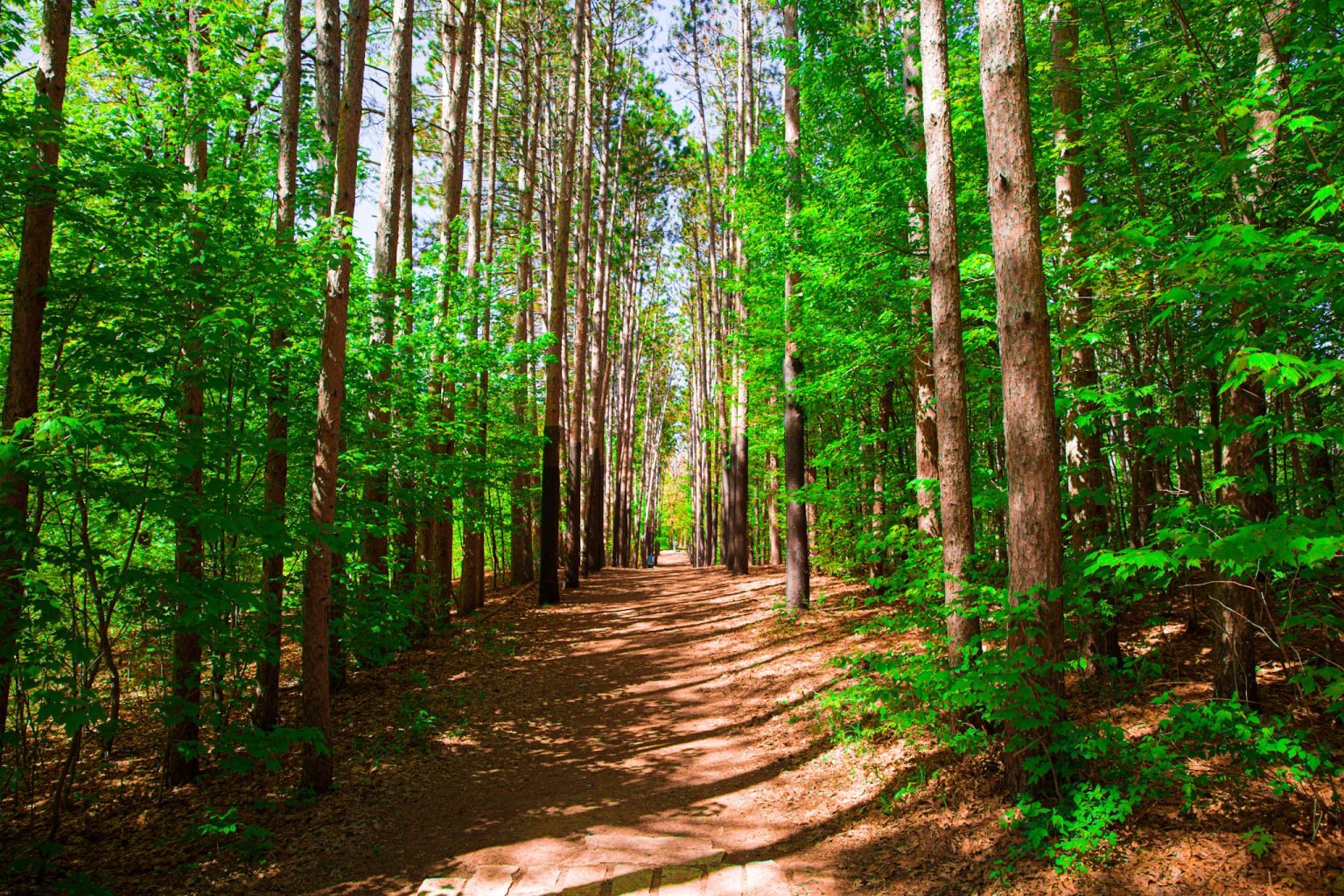 The Course – Blue Ribbon Pines